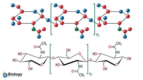 Chitin Definition And Examples Biology Online Dictionary