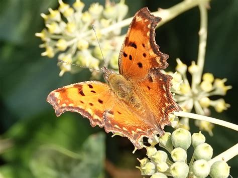 Photo Southern Comma Polygonia Egea Photo Southern Comma Polygonia Egea