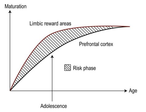 Chapter 3 The Brain And Cognitive Development Flashcards Quizlet