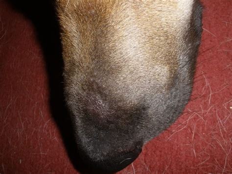 Pyoderma