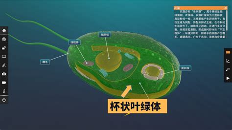 【高中生物】什么是叶绿体？利用虚拟仿真资源学习它的结构与功能 知乎