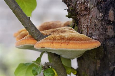 Tree Fungus Stock Photo Image Of Substance Macro Symbiosis 13538338