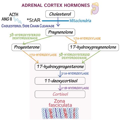 Endocrine System Glossary Adrenal Cortex Hormone Biosynthesis Ditki