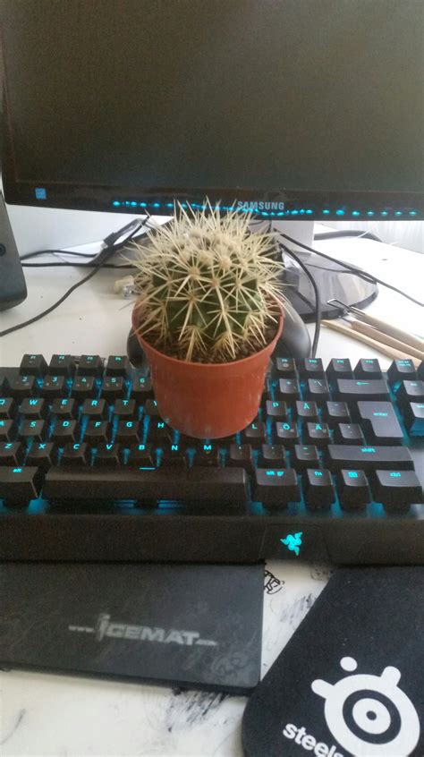 my little buddy fell asleep on my keyboard r pcmasterrace