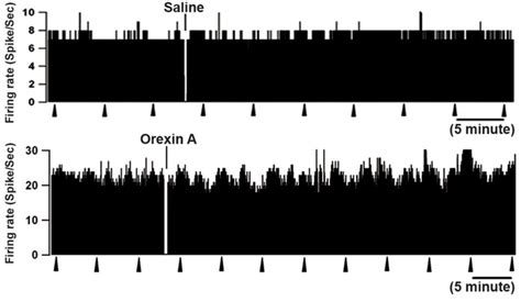 Rate Meter Records Show Lack Of Effect Of Icv Saline And Orexin A Download Scientific Diagram