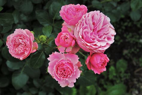 Rose ㅣ 로즈