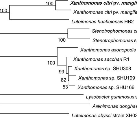 a phylogenetic tree created with fasttree using six xanthomonas and two