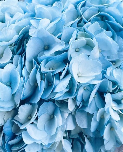 Growing Blue Hydrangeas Hydrangea Colors Artofit