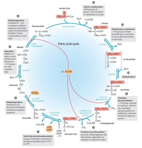 Krebs Cycle Steps Enzymes Energy Production Diagram