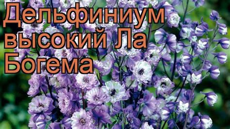 Дельфиниум высокий Ла Богема (delphinium elatum) 🌿 обзор: как сажать ...