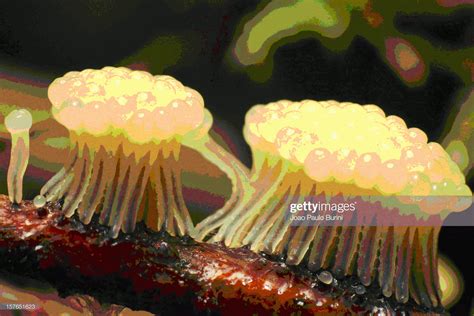 科学网太岁是菌垫Is Taisui a Microbial Mat 邱立友的博文