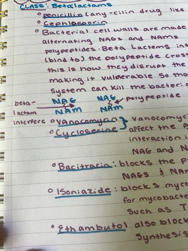 Microbiology Lecture Final Flashcards Quizlet