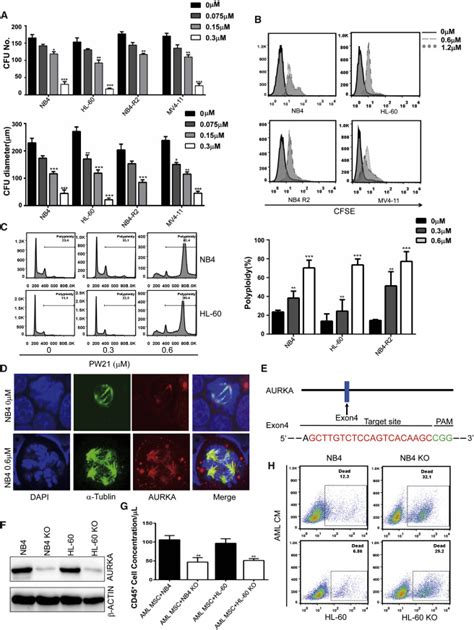 A Novel Aurora Kinase Inhibitor Attenuates Leukemic Cell Proliferation Induced By Mesenchymal