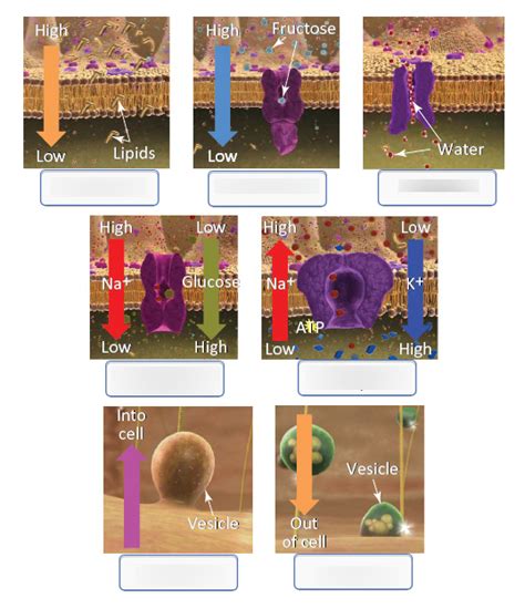Chapter Diffusion Diagram Quizlet