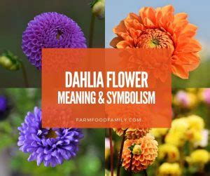 Dahlia Flower Meaning Symbolism The Queen Of The Autumn Garden