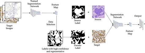 The Framework Of Adding Pseudo Labels In Training The Segmentation Network Download Scientific