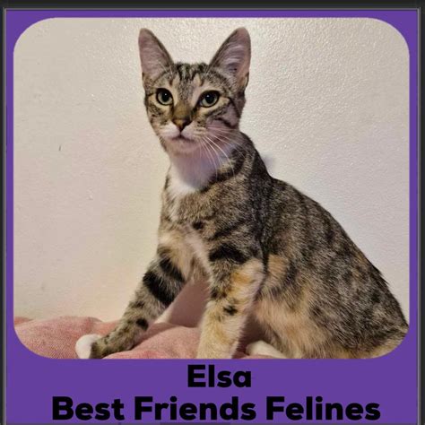 Elsa Female Dsh Best Friends Felines