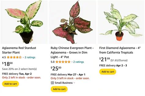 How To Plant Grow And Care For Aglaonema Ruby Ray