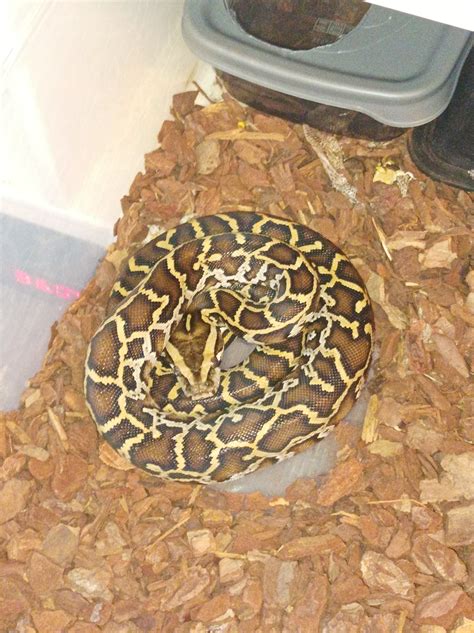 12 Dh Caramel Pied Burmese Python By Jhballpythons Morphmarket 12 Dh Caramel Pied Burmese Python By Jhballpythons Morphmarket
