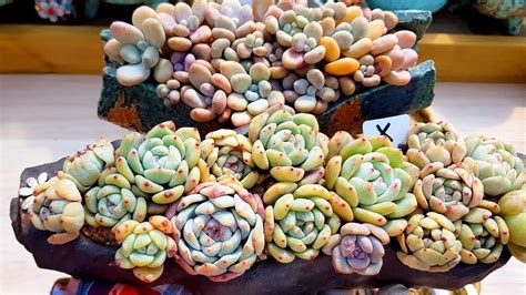 Eng특이한 화분에 다육이 미인 작품 만들기 먼로 아메치스 A Succulent Arrangement In A
