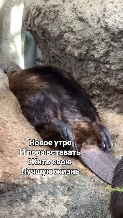 Доброе субботнее утро бобр утро Youtubeshorts выходные рекомендации жиза хочувреки