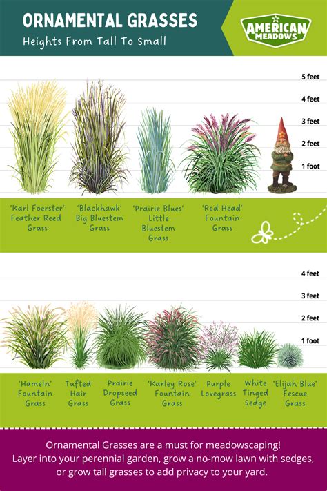 Ornamental Grasses From Tall To Small Artofit