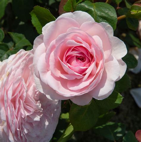 Rosa Olivia Rose Austin Rose Olivia Rose Austin G Nstig Kaufen