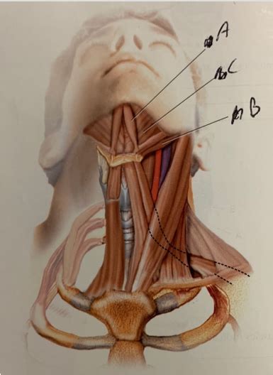Figure 7 Diagram Quizlet