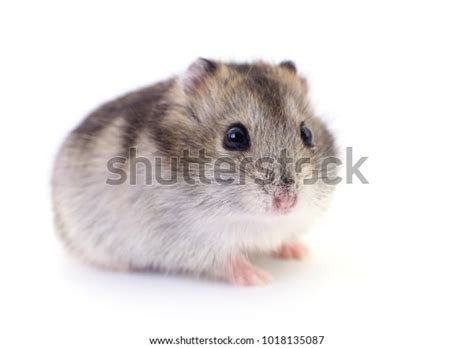 흰 배경에 격리된 작은 햄스터 스톡 사진지금 편집 1018135087