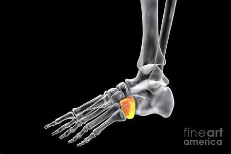 Cuboid Bone Photograph By Kateryna Konscience Photo Library Fine Art