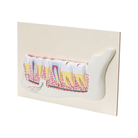 HUMAN TEETH MODEL Scientific Lab Equipment Manufacturer And Supplier