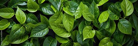 ภาพประกอบสต็อก Pothos Leaves Best Website Background Hd Background Background For Computers
