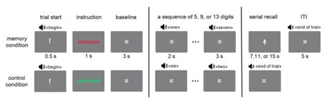 Schematic Representation Of The English Equivalent Of The Digit Span Download Scientific