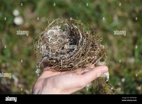 A Bird Nest For Breeding Stock Photo Alamy