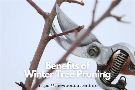 What Is The Benefits Of Winter Tree Pruning