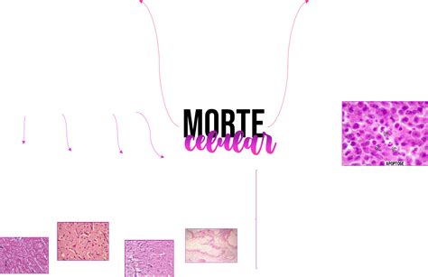 Em Relação à Morte Celular é Incorreto Afirmar Que Retoedu