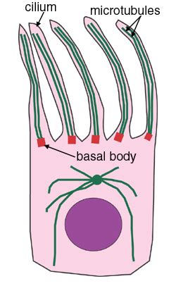 Epithelia The Histology Guide