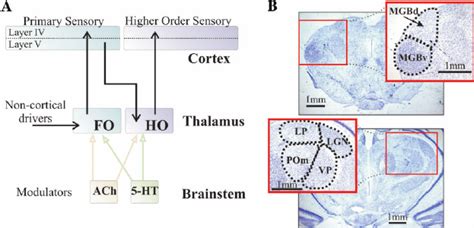 A Schematic Representation Of Thalamocortical Driver Connections
