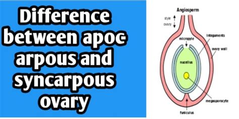 Differences Between Apocarpous And Syncarpous Ovary Biologysir
