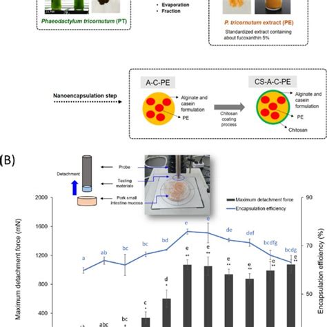 A Preparation Process Of Fucoxanthin Fx Loaded Nanoparticles Based Download Scientific