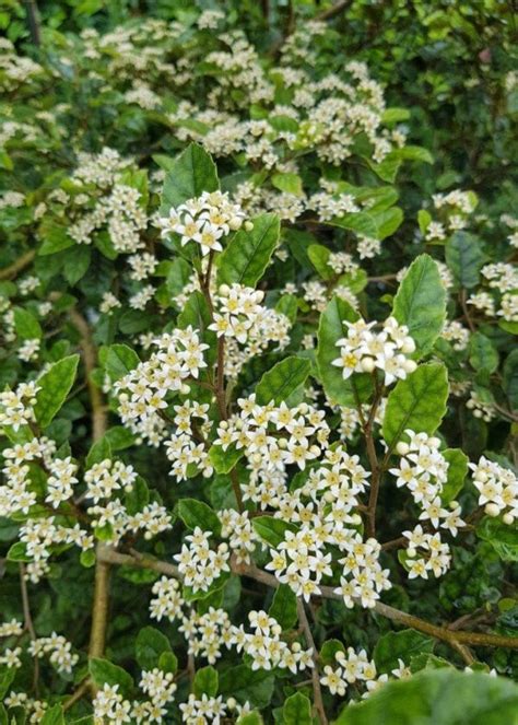 Evergreen Trees And Shrubs Easy Big Trees New Zealand