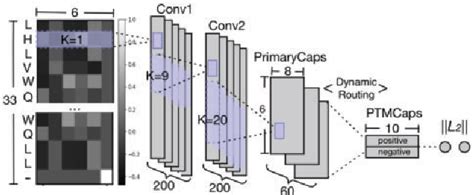 Figure 1 From Capsule Network For Protein Post Translational