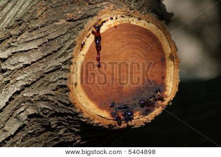 Bleeding Tree Image Photo Free Trial Bigstock