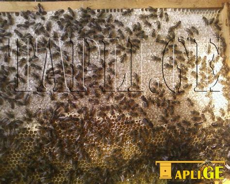 თაფლი Tapli Ge თაფლი თაფლის არაყი ცვილი სხვა თაფლი