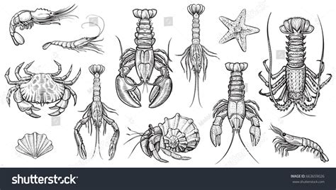 Krill Drawing 383 Images Photos Et Images Vectorielles De Stock