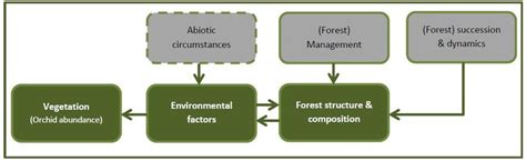 Theoretical Framework Simplified Relation Between Forest Structure