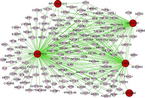 Co Expression Network Of Five Lncrnas And Co Expressed Mrnas The Download Scientific Diagram