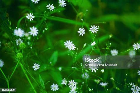 작은 섬세한 흰색 꽃은 흐린 녹색 잔디 배경에 꽃을 피우고 작고 부드러운 데이지 소프트 포커스 매크로 야생 피는 샤모마일 봄 자연 꽃 배경 여름 시즌 자연 개화기에 대한