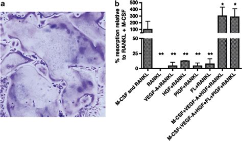 Trap Multinucleated Cells Formed In Cultures Of Monocytes Incubated Download Scientific