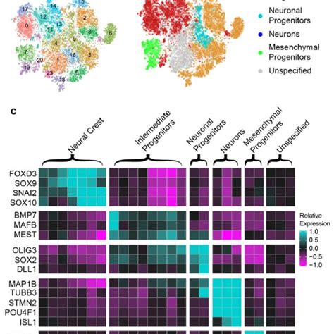 Spheres Containing Neuromesodermal Progenitors Generate Neurons And Download Scientific